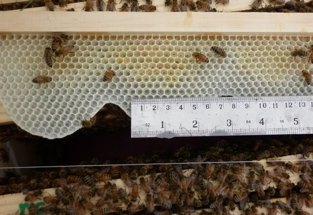 wiring foundationless frames | Beesource Beekeeping Forums